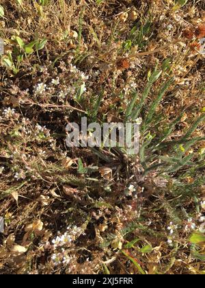 Plumas ivesia (Ivesia sericoleuca Stock Photo - Alamy
