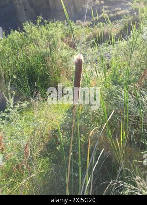 southern cattail (Typha domingensis) Plantae Stock Photo - Alamy