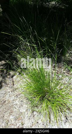 Little Mountain-ricegrass (Piptatheropsis micrantha) Plantae Stock ...