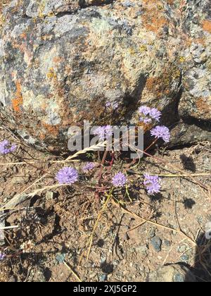 bluehead gilia (Gilia capitata) Plantae Stock Photo - Alamy
