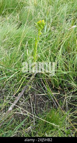 mountain tarweed (Madia glomerata) Plantae Stock Photo - Alamy