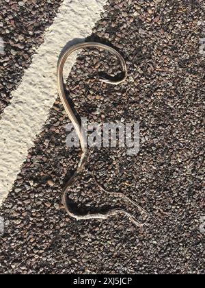 Striped Whipsnake (Masticophis taeniatus) Reptilia Stock Photo - Alamy