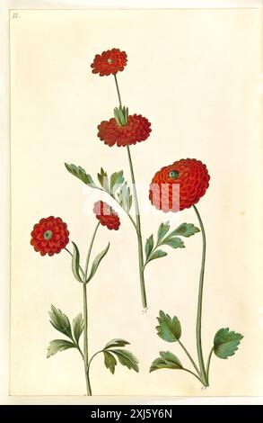 Ranunculus asiaticus (have-ranunkel) Holtzbecker, Hans Simon 1610 ...