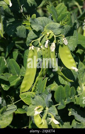 Pea plants with green leaves and pods growing in field, closeup Stock ...