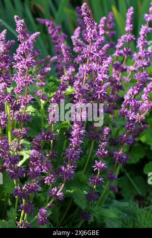 Salvia Hybrid, Salvia x sylvestris "Purple Rain", Lamiaceae. UK Stock ...
