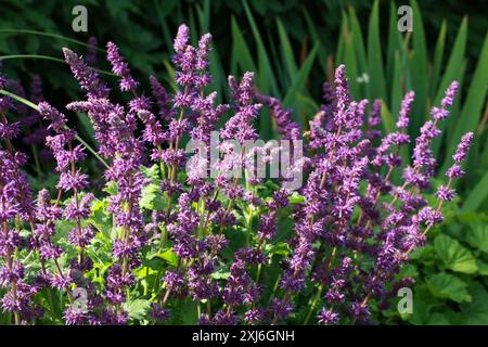 Salvia Hybrid, Salvia x sylvestris "Purple Rain", Lamiaceae. UK Stock ...