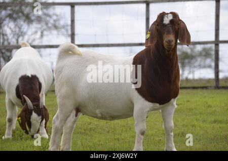 Female Boer goat in Brazil. The Boer is a breed developed in South ...