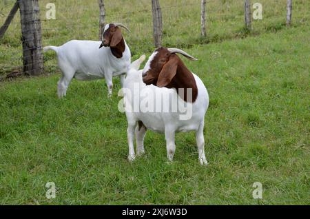 Female Boer goat in Brazil. The Boer is a breed developed in South ...