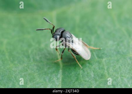 A female Scelionid Wasp (Trissolcus sp.) oviposits into Stink Bug ...