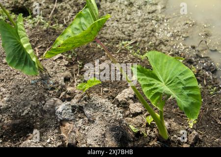 Caladium plants that thrive on humus soil which has high nutrients and moisture Stock Photo - Alamy