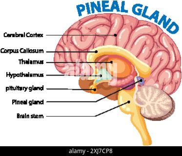 Endocrine system (pituitary gland, pineal gland, testicle, ovary ...