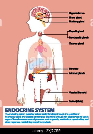 Illustration of endocrine glands and their functions Stock Vector Image ...