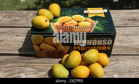 Alphonso mango heap stacked in a box of mangoes to keep ripe Stock ...
