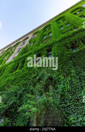 Classic building facade covered with overgrown creeper ivy, lush green ...