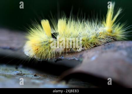 A Calliteara grotei horishanella caterpillar with a yellow head and ...