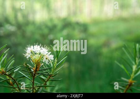 blurred natural background with white ledum flowers on the edge of the ...