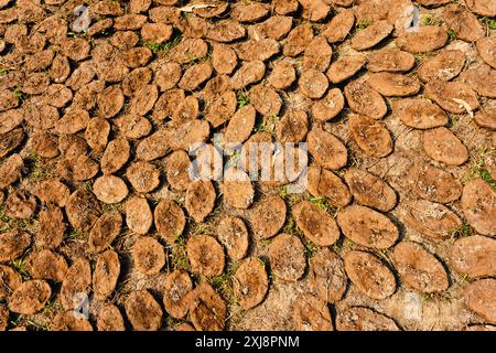 Dry cow dung laying on floor in Indian village, used as natural fuel ...