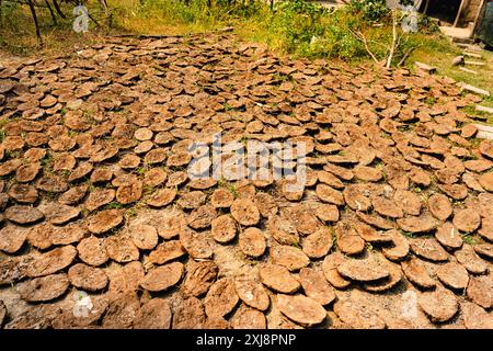 Dry cow dung laying on floor in Indian village, used as natural fuel ...