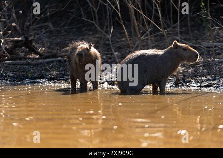 Capybaras in the Amazon Rainforest Stock Photo - Alamy