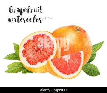 Watercolor grapefruit illustration, perfect for botanical, citrus, and ...