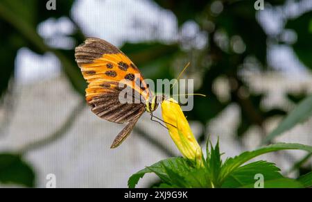 Marsaeus Tigerwing butterfly (Melinaea marsaeus), Mindo, Ecuador, South ...