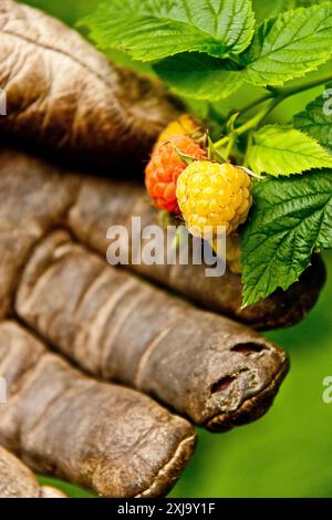 Yellow and green raspberries on the bush in green nature with copy ...