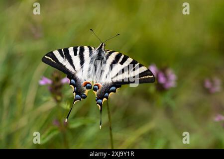 Selective focus shot of a Papilio machaon butterfly Stock Photo - Alamy