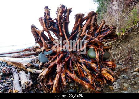 Rocks embedded in cedar tree root ball Stock Photo - Alamy