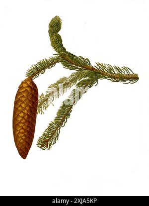 Gewöhnliche Fichte, Rotfichte oder Rottanne, früher auch Schwarztanne ...