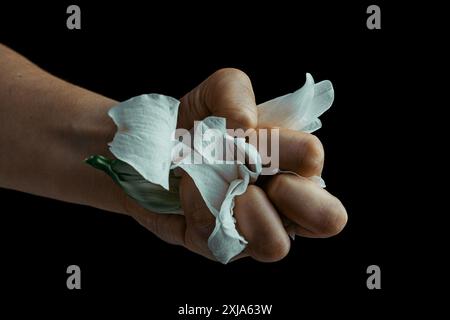 hand crumpling white fragile flower, metaphor of violence abuse ...