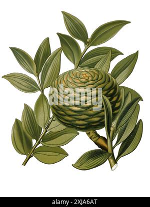 Agathis dammara, Familie der Araukariengewächse, Dammara orientalis ...