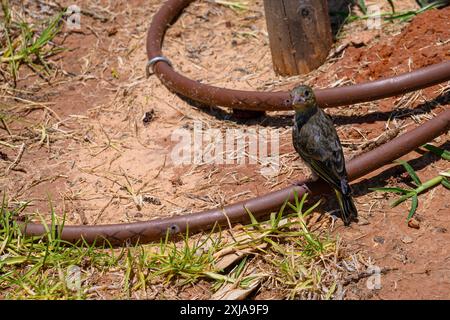 Ringed female european greenfinch (Carduelis chloris) in Bad Schoenborn ...