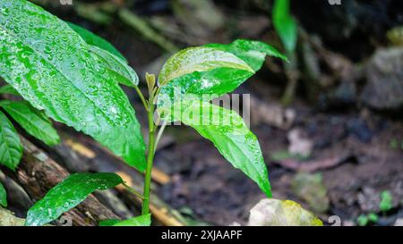 Dendrocnide stimulans (Jelatang gajah, pulus, Laportea stenophylla ...