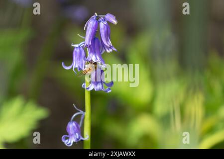Spanish Honey Bees 'Apis mellifera' on comb in Andalucia, Spain Stock ...