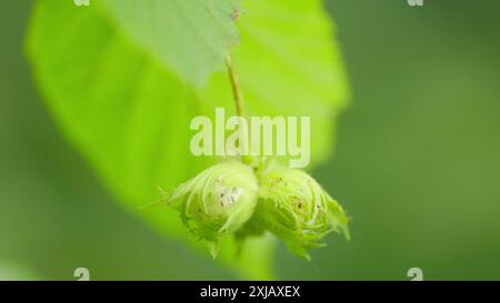 Slow motion. Nuts of hazelnut on a tree. Nuts is a good source of ...