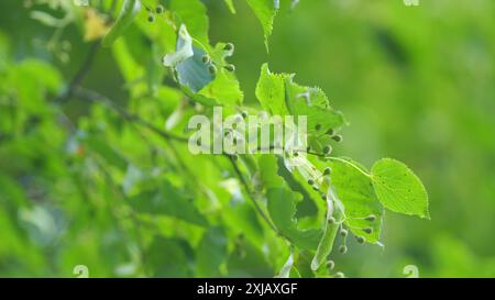 Slow motion. Fruit of linden on a wind. Tilia platyphyllos. Large ...