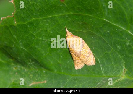 Reticulated Fruitworm Moth (Cenopis reticulatana Stock Photo - Alamy