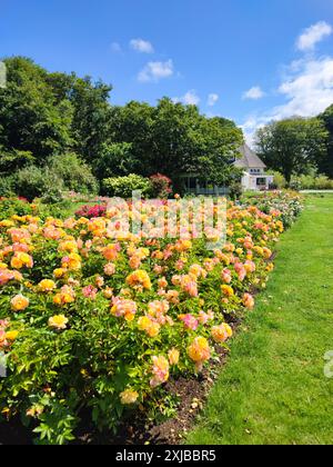 Beautiful roses on flower bed in a garden Stock Photo - Alamy