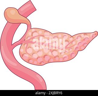 Common cells of the human body illustration Stock Vector Image & Art ...
