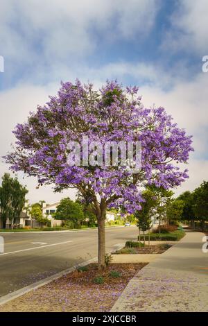 Natural floral background of jacaranda tree flowers Stock Photo - Alamy