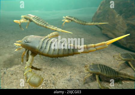 An illustration of Eurypterids (Sea Scorpions) swimming on a Silurian ...