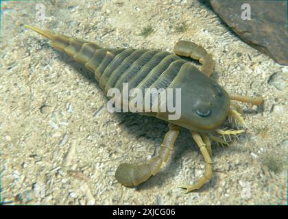 An illustration of Eurypterids (Sea Scorpions) swimming on a Silurian ...