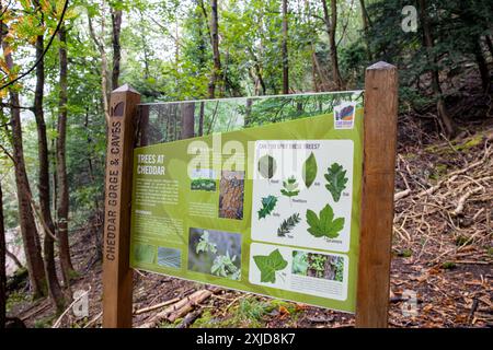 Cheddar gorge and caves, visitor information sign about the various ...