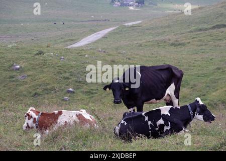 Cows graze freely on the Marcesina plateau in the province of Vicenza ...