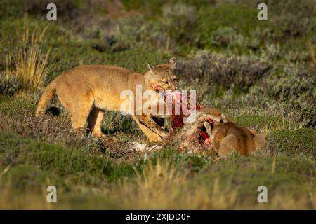 Two pumas feed on guanaco in scrubland Stock Photo - Alamy