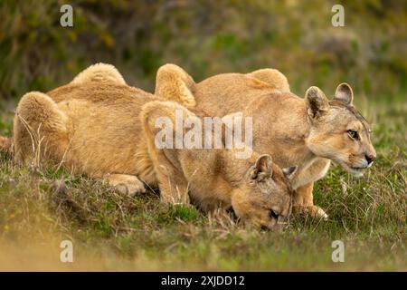 Two pumas lie drinking side-by-side in grassland Stock Photo - Alamy