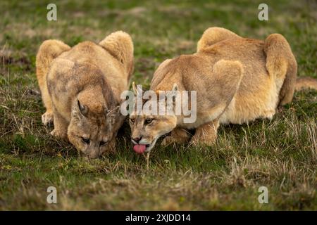 Two pumas lie drinking water from puddle Stock Photo - Alamy