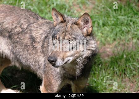 Wolf-Europaeischer Grauwolf in Deutschland in Aktion. Wolf-Grauwolf ...
