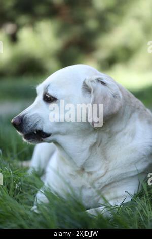 Puppy of a white, pale labrador retriever on green grass in a park in a ...