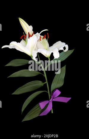 In deepest sympathy lily flower memorial card. White lily flower ...